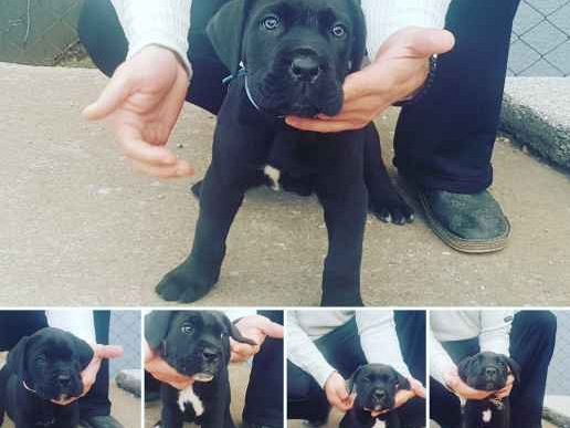 Prodajem štence Cane Corso