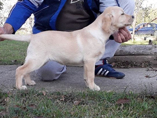 Labrador retriver, zensko stene