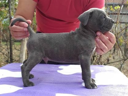 Muski stenci - Cane Corso
