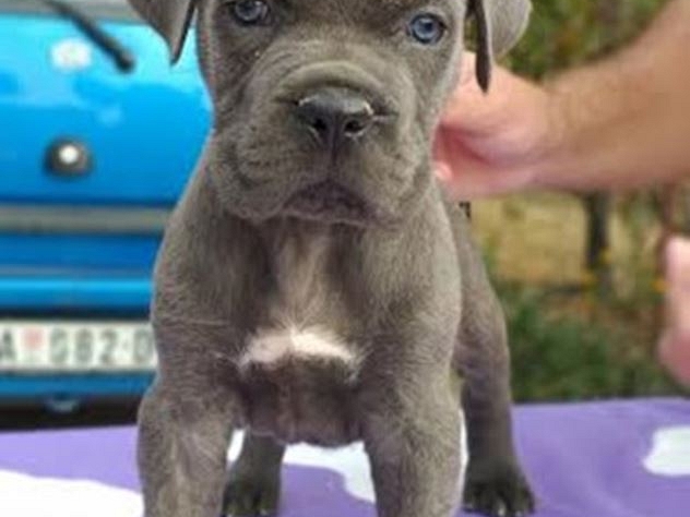 CANE CORSO stenci