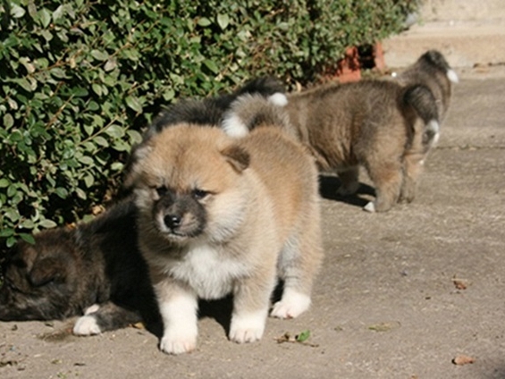 Japanska Akita Inu