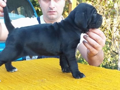Cane corso mužjaci izložbenog potencijala