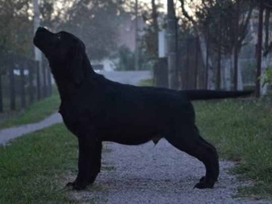 Labrador retriver, stenci