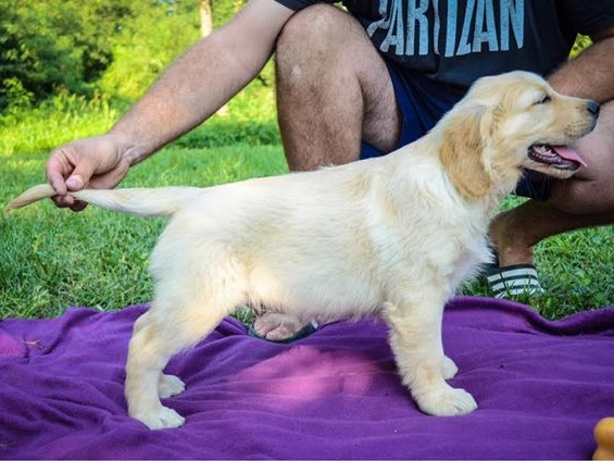 Zlatni retriver, stenci