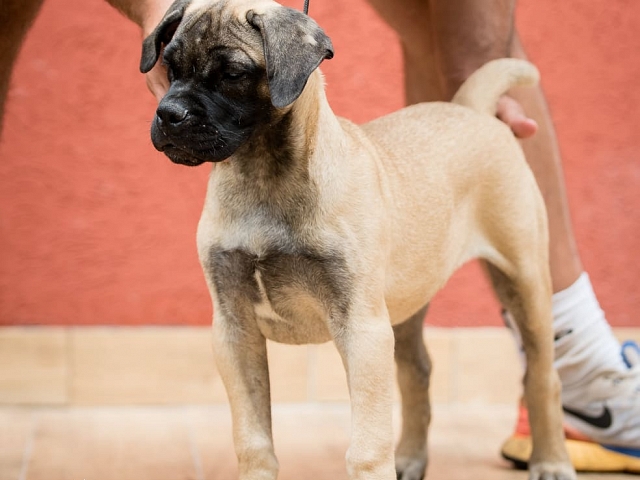 Zenska stenad Bullmastiff-a