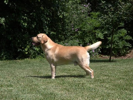 Labrador retriver, stenci