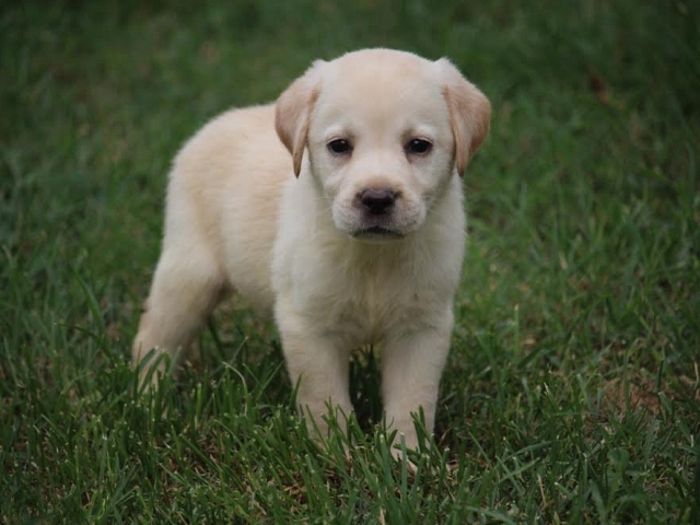 Labrador štenci vrhunskog porekla