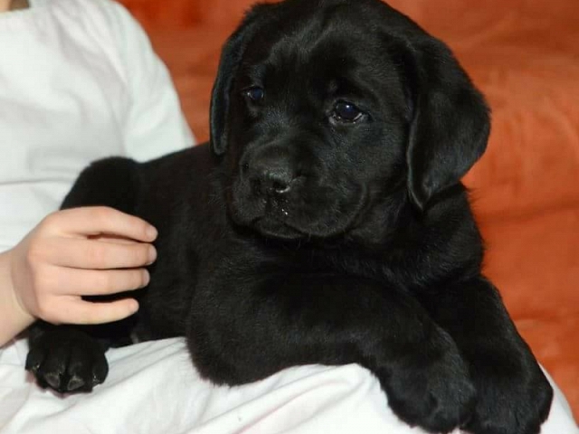 Labrador retriver