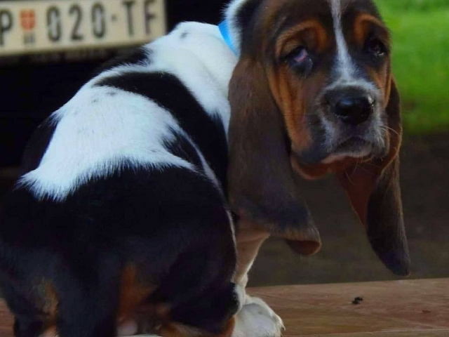Basset Hound - baset