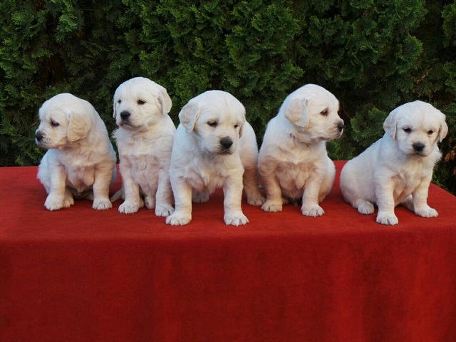Zlatni Retriver, vrhunskog kvaliteta