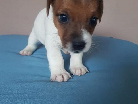 Jack Russell Terrier