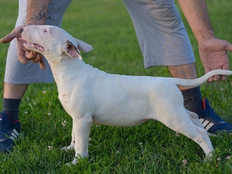 Engleski bull terijer