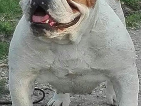 Štenci Engleskog Buldoga