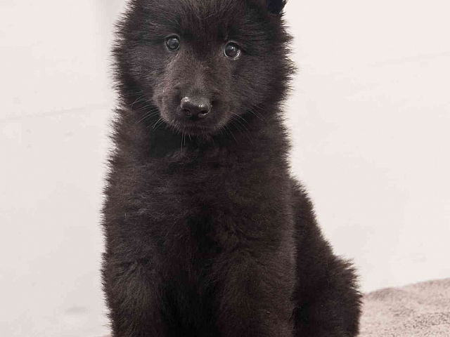 Na prodaju kvalitetna štenad Belgijskog ovčara Groenendaela
