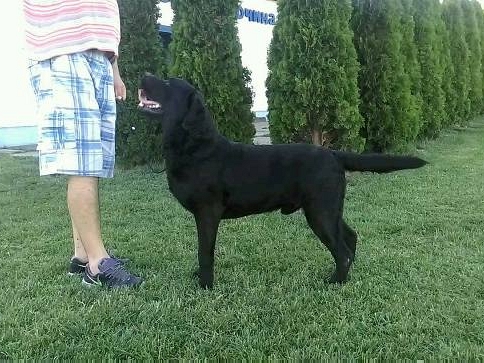 Labrador retriver slobodan za parenje