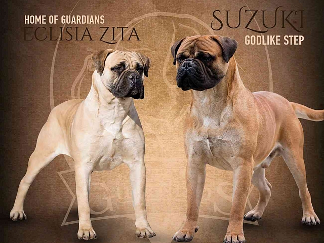Na prodaju stenad bullmastiff-a