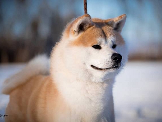 Akita Inu