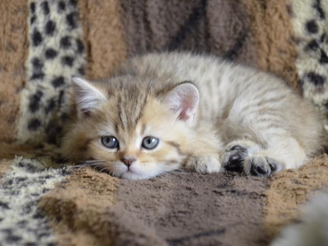 Scottish shorthair mace