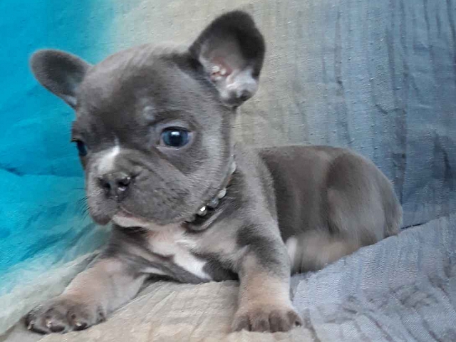Francuski bulldog, zenka blue-tan boje