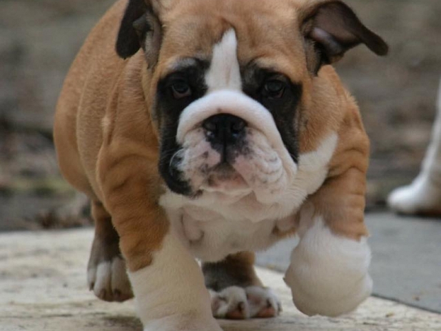 Engleski buldog - izuzetnog porekla