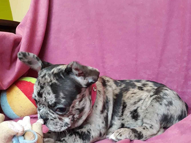 Na prodaju Francuski bulldog blue-merle boje