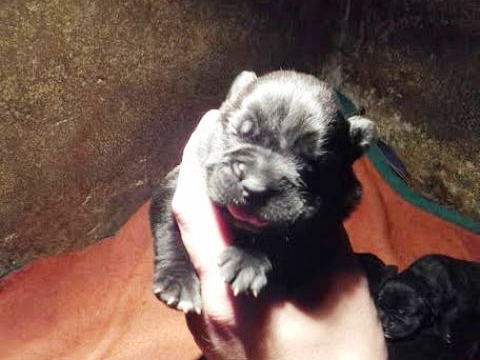 Cane Corso, štenci