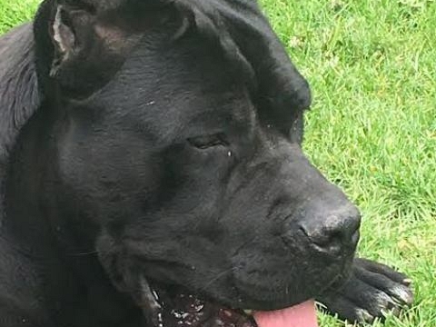 Cane Corso - izvanredan muzjak