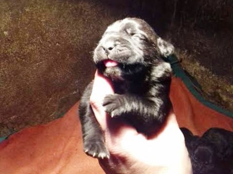 Cane Corso, štenci šampionskog porekla