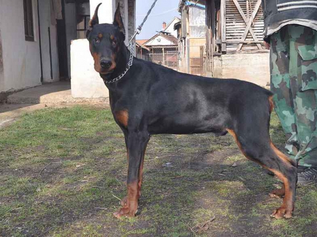 Muzjak dobermana 10 meseci - Black Summit Kennel