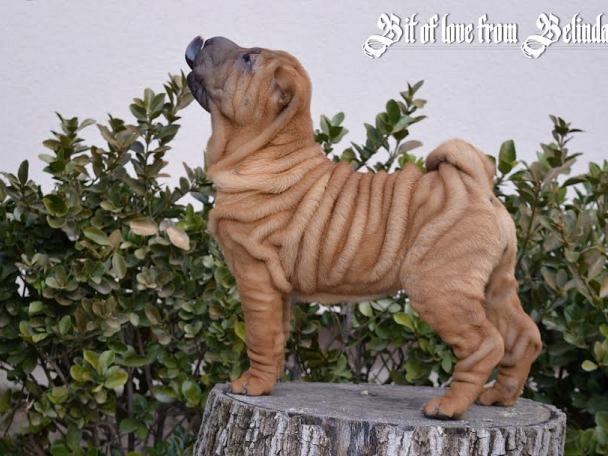 Šar pej ( Shar Pei )
