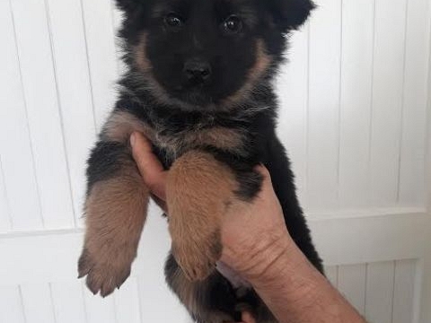 Nemački ovčar štenad