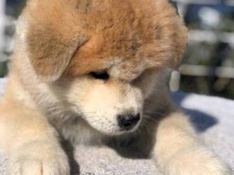 Akita Inu, stenci