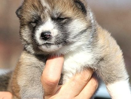 Prelepi štenci Akita inu