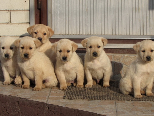 Prodajem labrador retriver stenad bele i crne boje