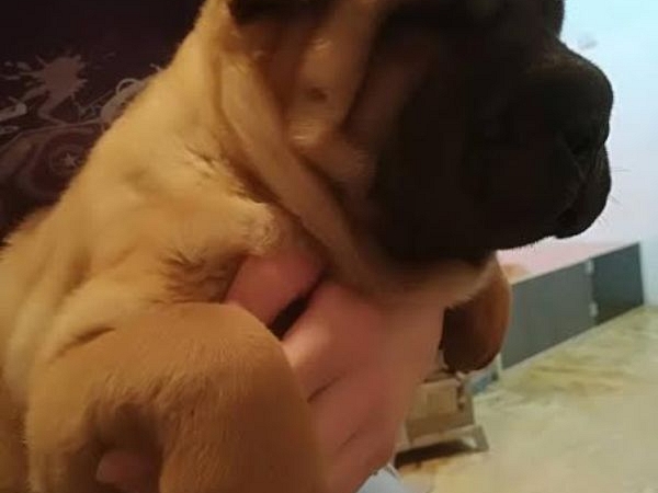 Šar pej (Shar pei) štenci