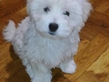 Coton de Tulear - štenci oba pola