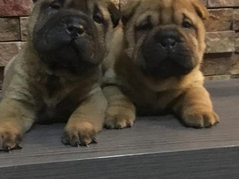 Sar-pej (Shar pei) štenci