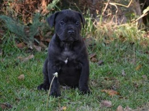 Cane Corso štenci