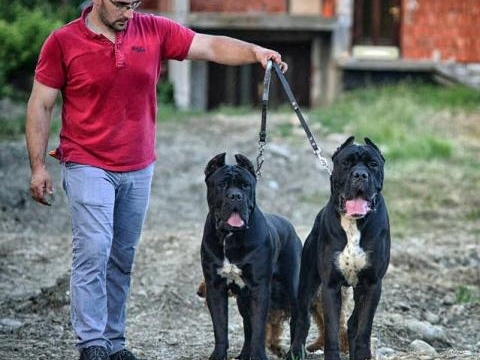 Cane Corso