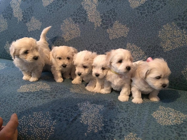 Coton de Tulear - štenci