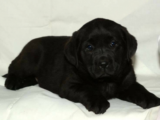 Labrador retriver, izlozbenog potencijala