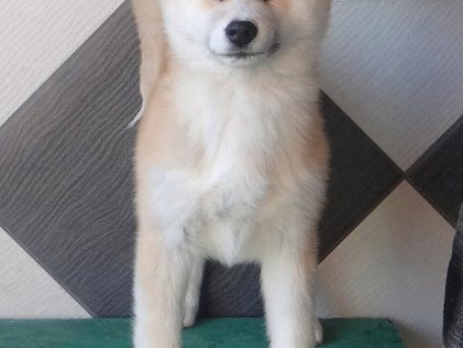 Akita Inu, prelepi štenci