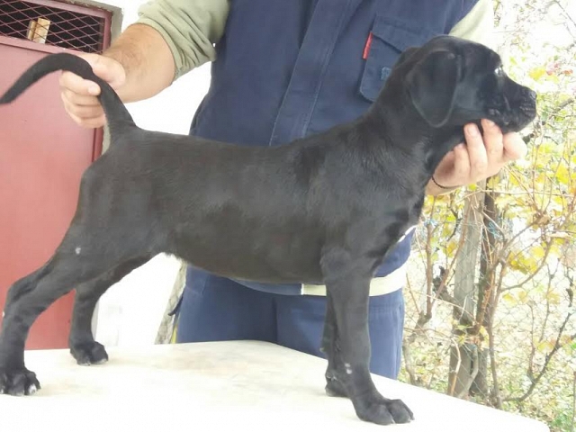 Cane Corso, izuzetnog potencijala