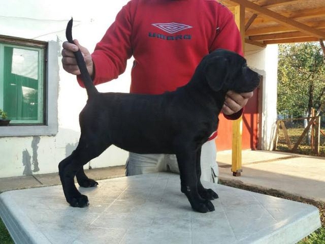 Cane corso