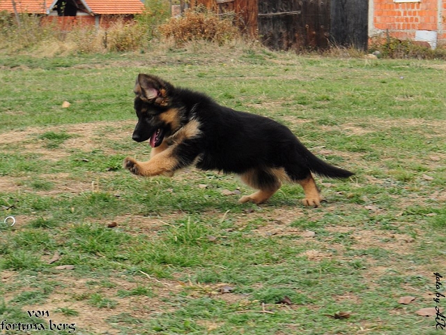 Nemački ovčar - ŠTENAD