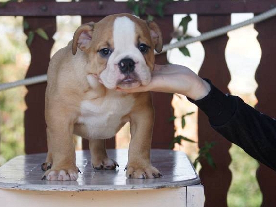 Engleski Buldog, štenci vrhunskog porekla
