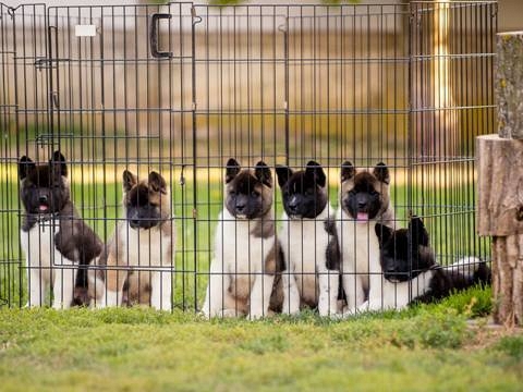 Americka akita, vrhunsko leglo