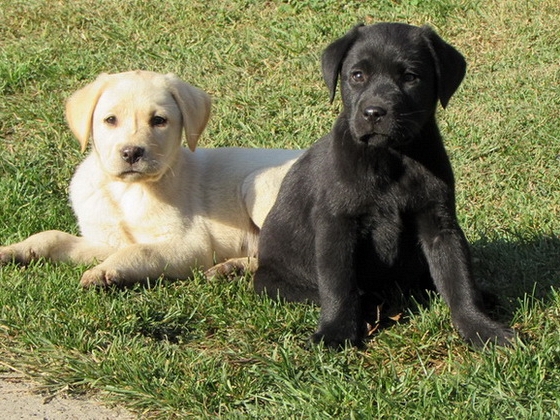 Prodajem labrador retriver stenad bele i crne boje