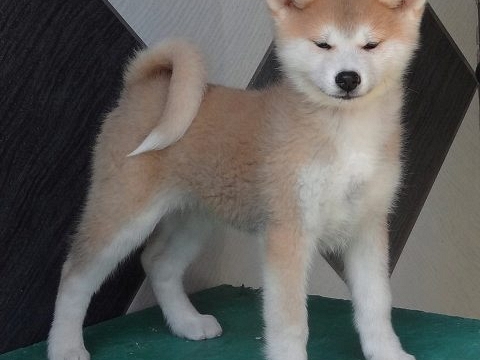Akita Inu, prelepi štenci