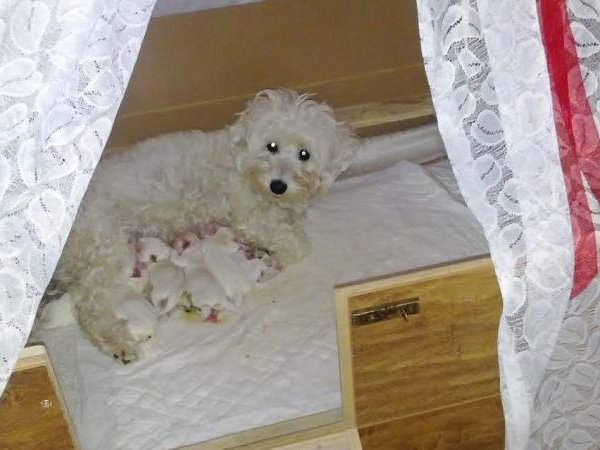 Coton de Tulear - štenci